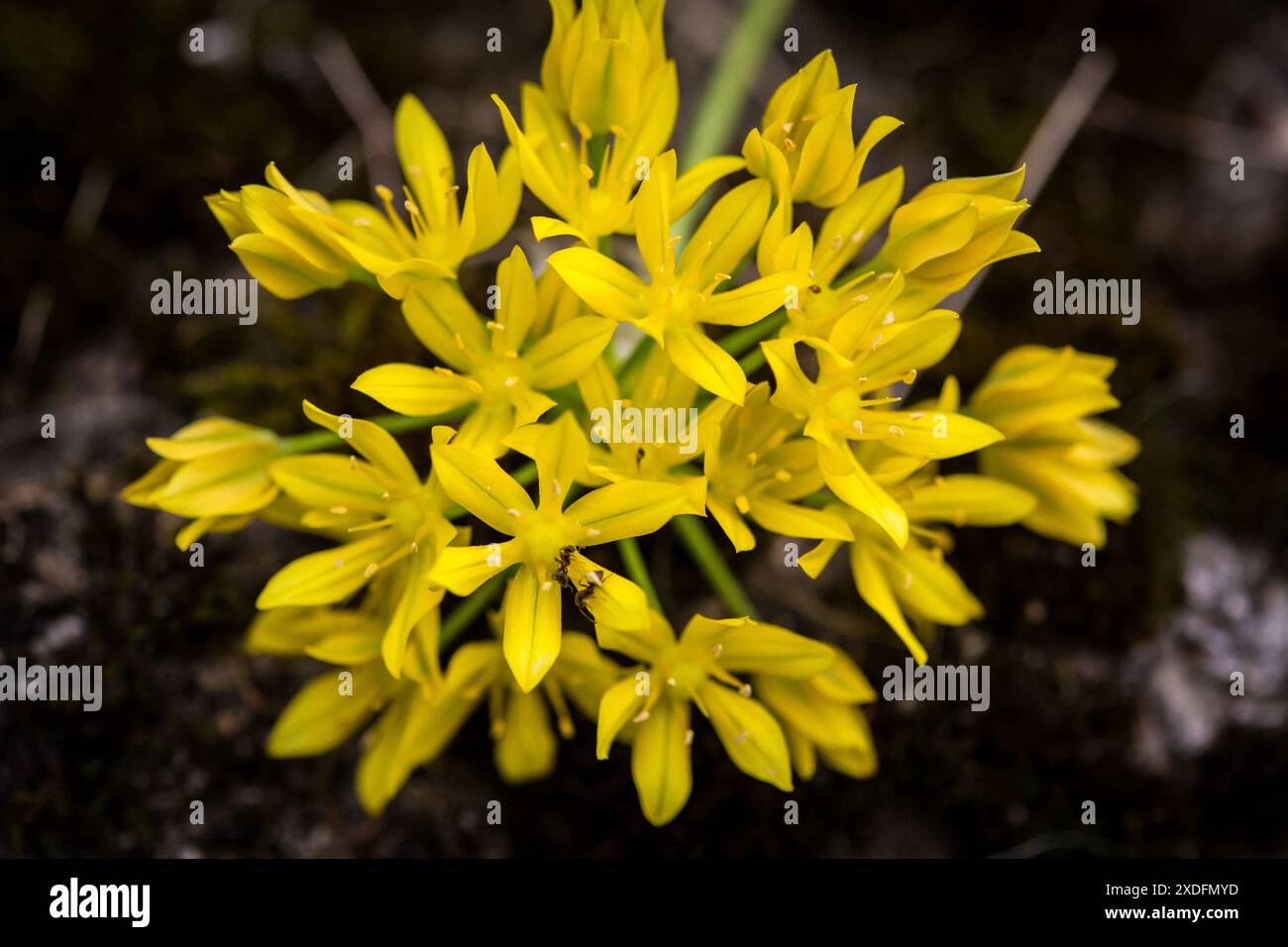 Golden Garlic (Allium moly Stock Photo - Alamy