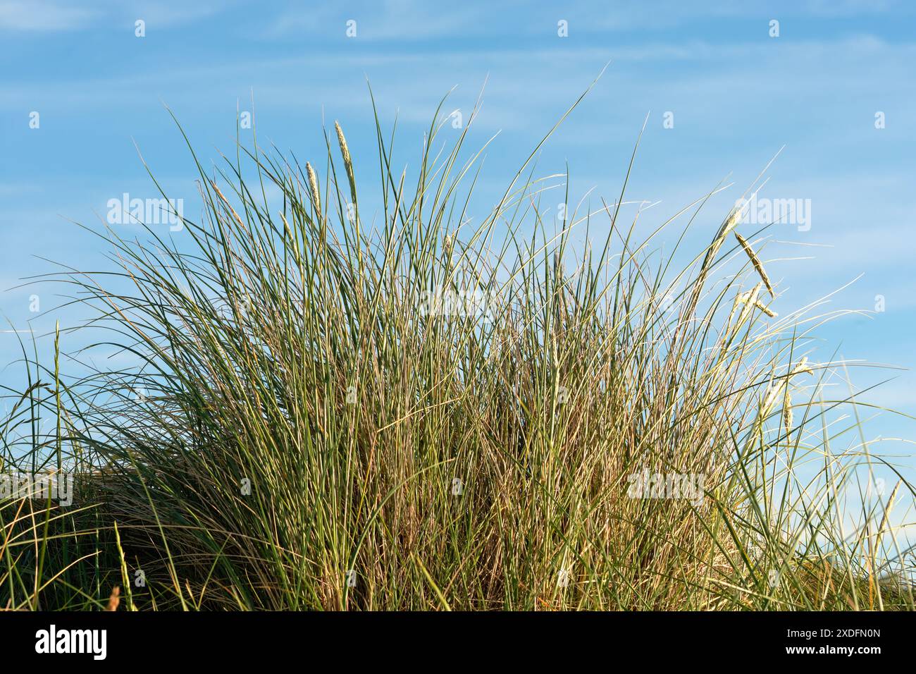 Long Marram grass on a sand dune Stock Photo - Alamy