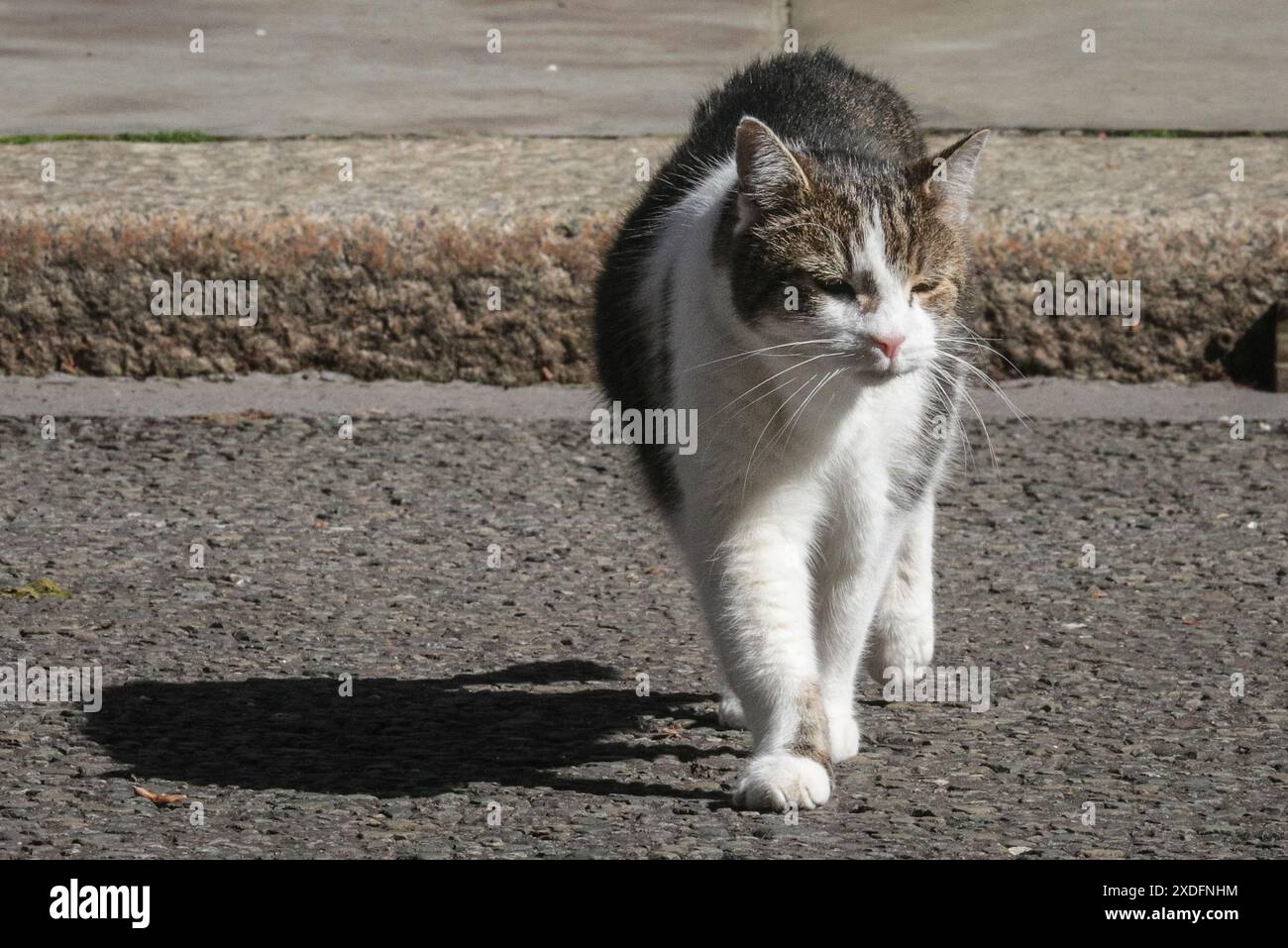 Larry the Downing Street cat, famous feline chief mouser to the British ...