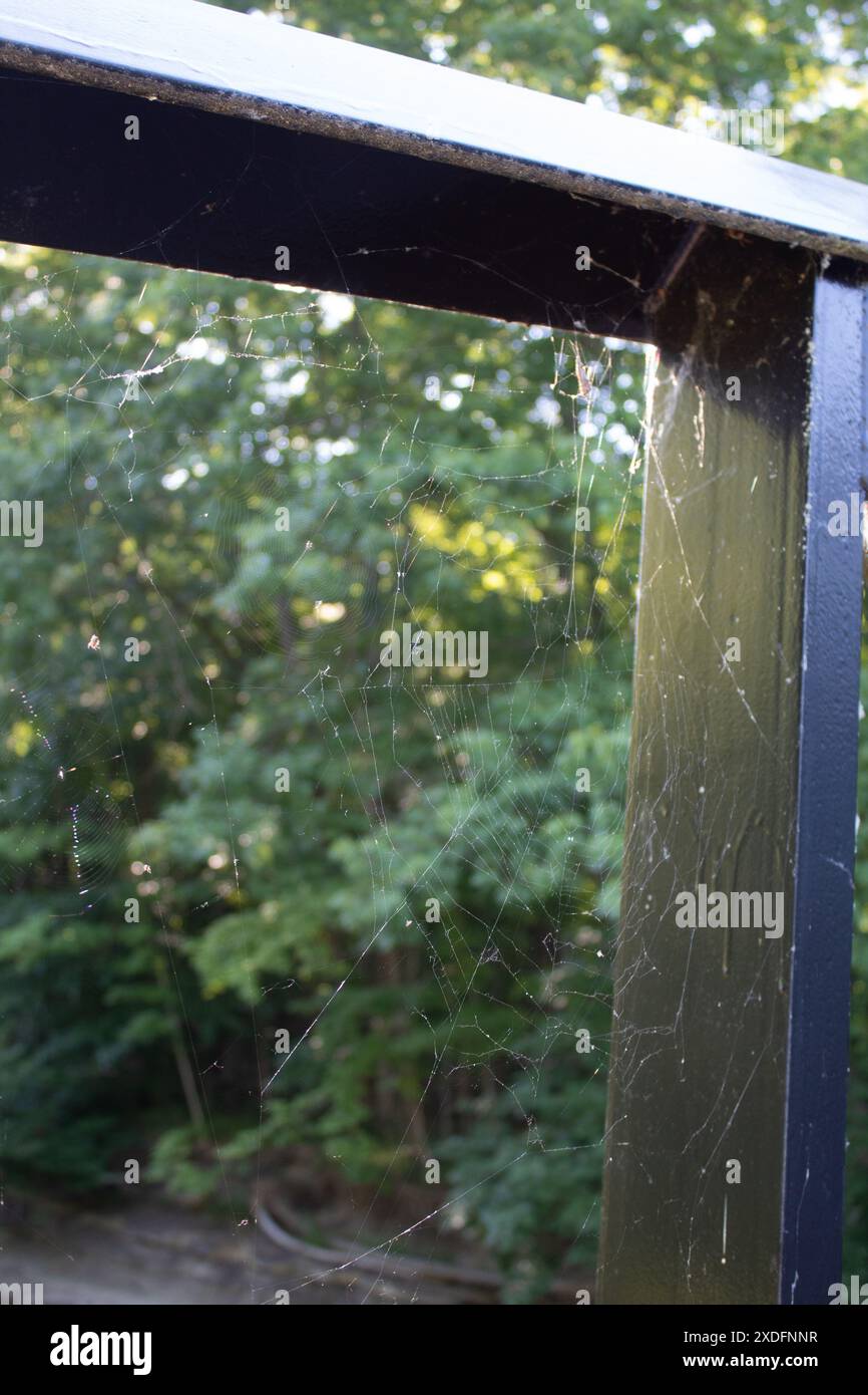 Beautiful spider web on branches hi-res stock photography and images ...
