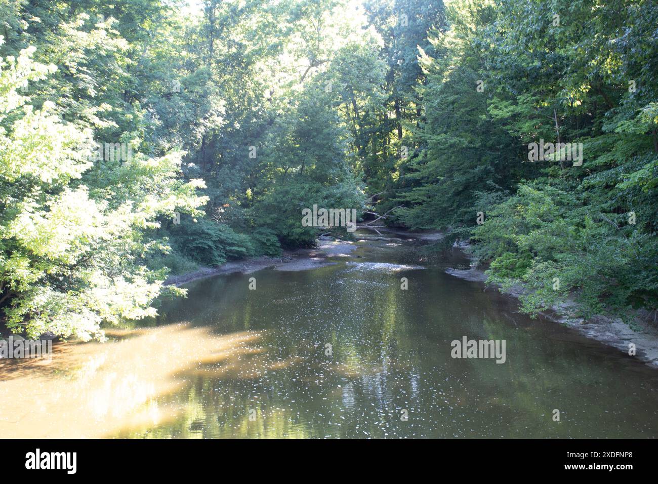Trees By the Stream Stock Photo - Alamy