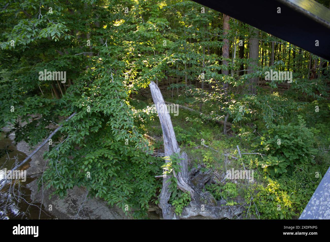 Bridge through trees hi-res stock photography and images - Alamy