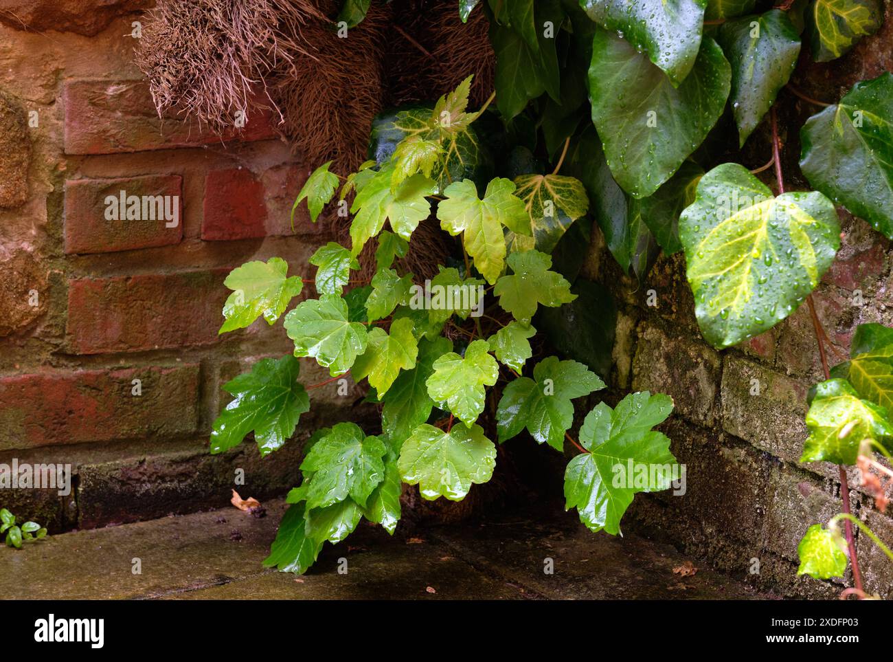 Ivy growing up walls hi-res stock photography and images - Alamy