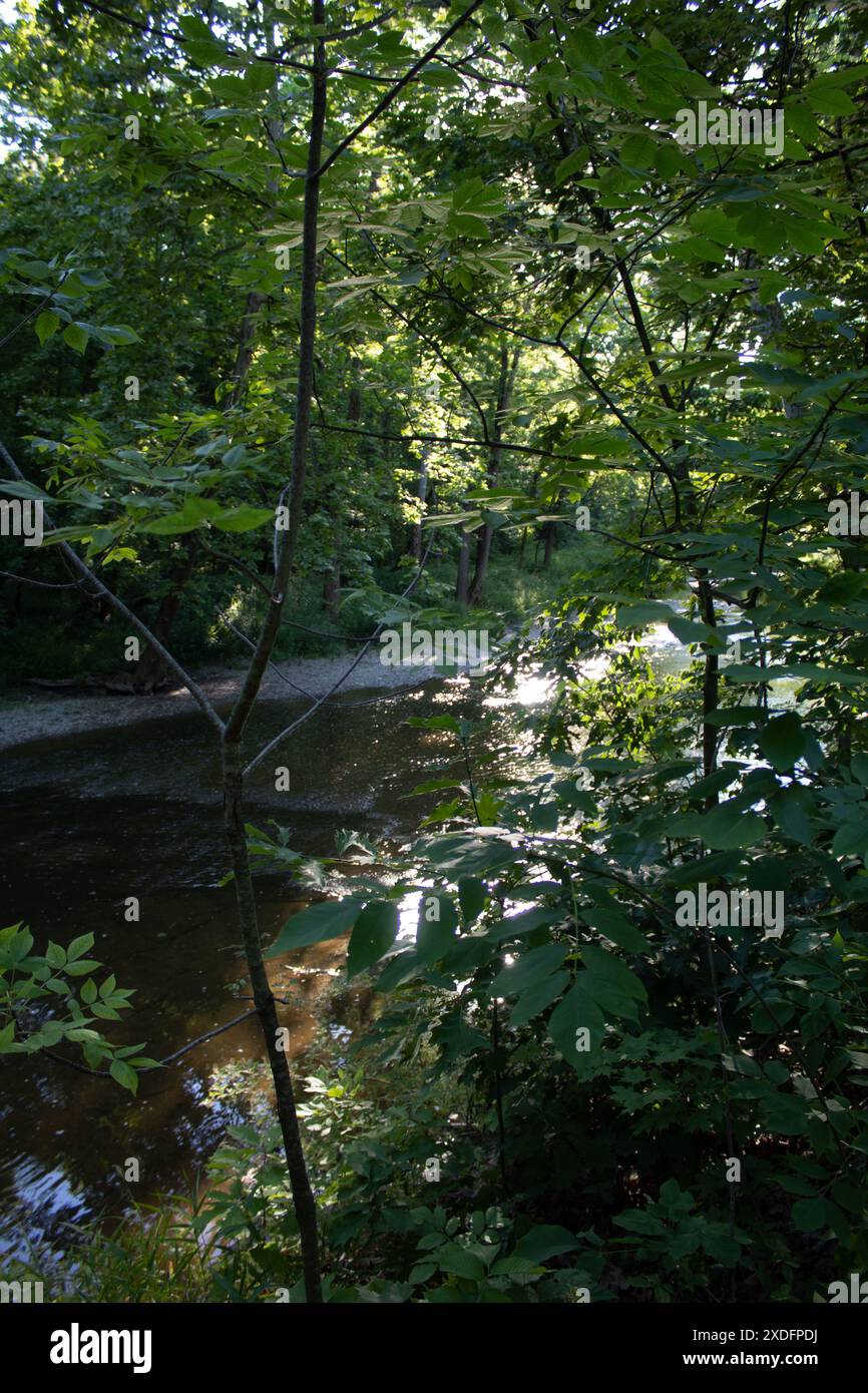 Trees by the Stream Stock Photo - Alamy