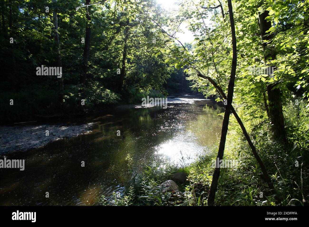 Trees by the Stream Stock Photo - Alamy