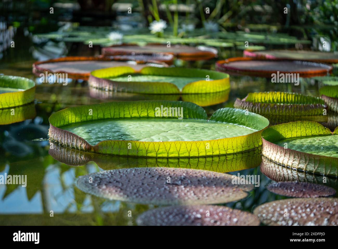 Pond in glasshouse with giant Victoria Amazonica and aquatic plants ...