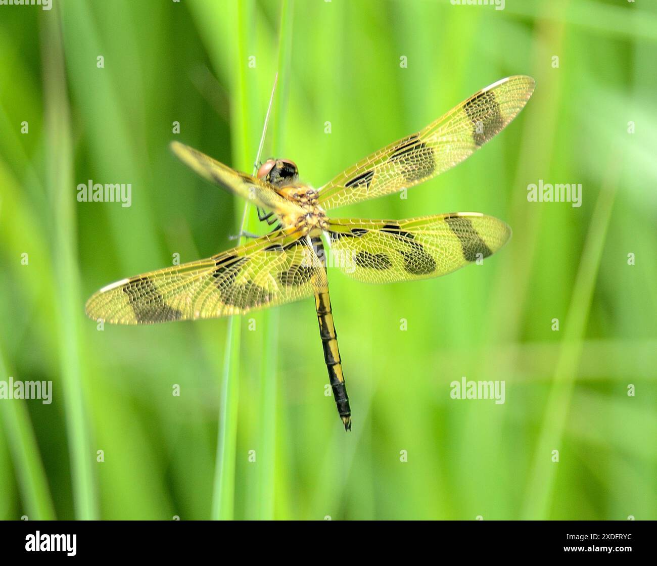 Celithemis eponina hi-res stock photography and images - Alamy