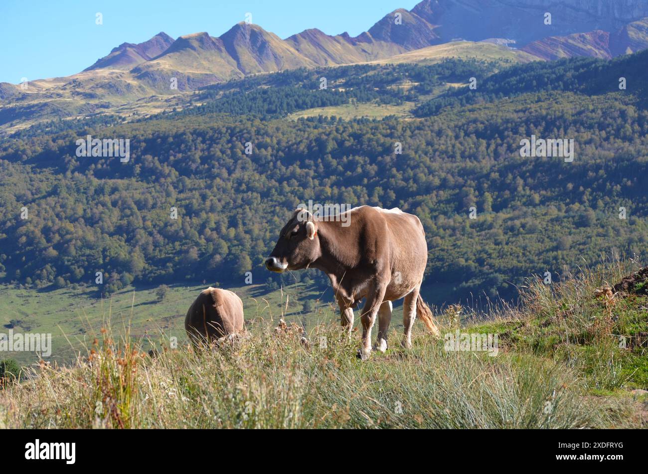 Western Valleys Natural Park (parque natural de los Valles Occidentales ...