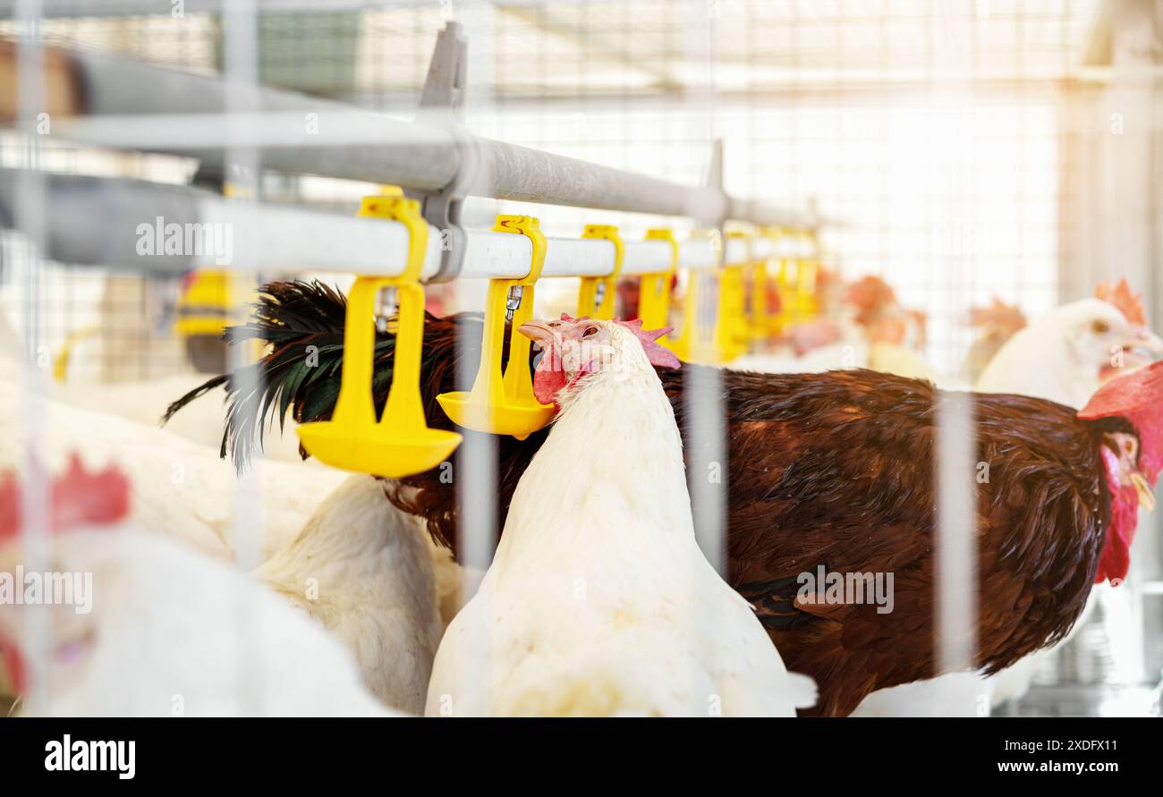 Water and food dispensers in a cage system for raising chickens in a ...