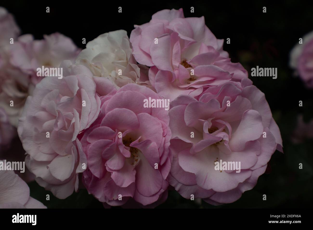 Blushing knockout rose hi-res stock photography and images - Alamy