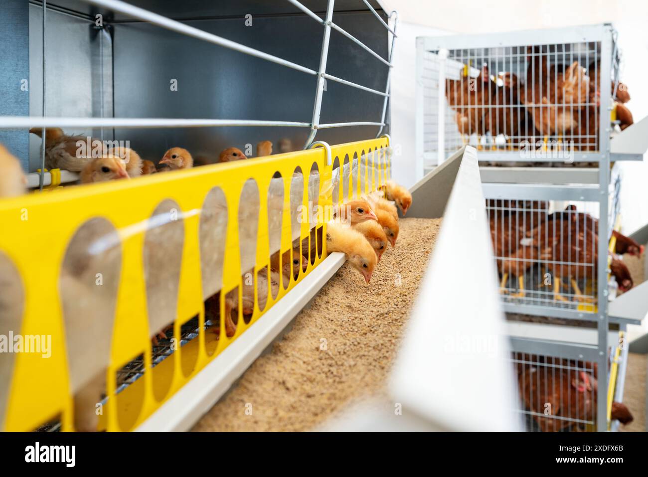Raising hens for egg production. ISA Brown baby chickens in a cage at a ...