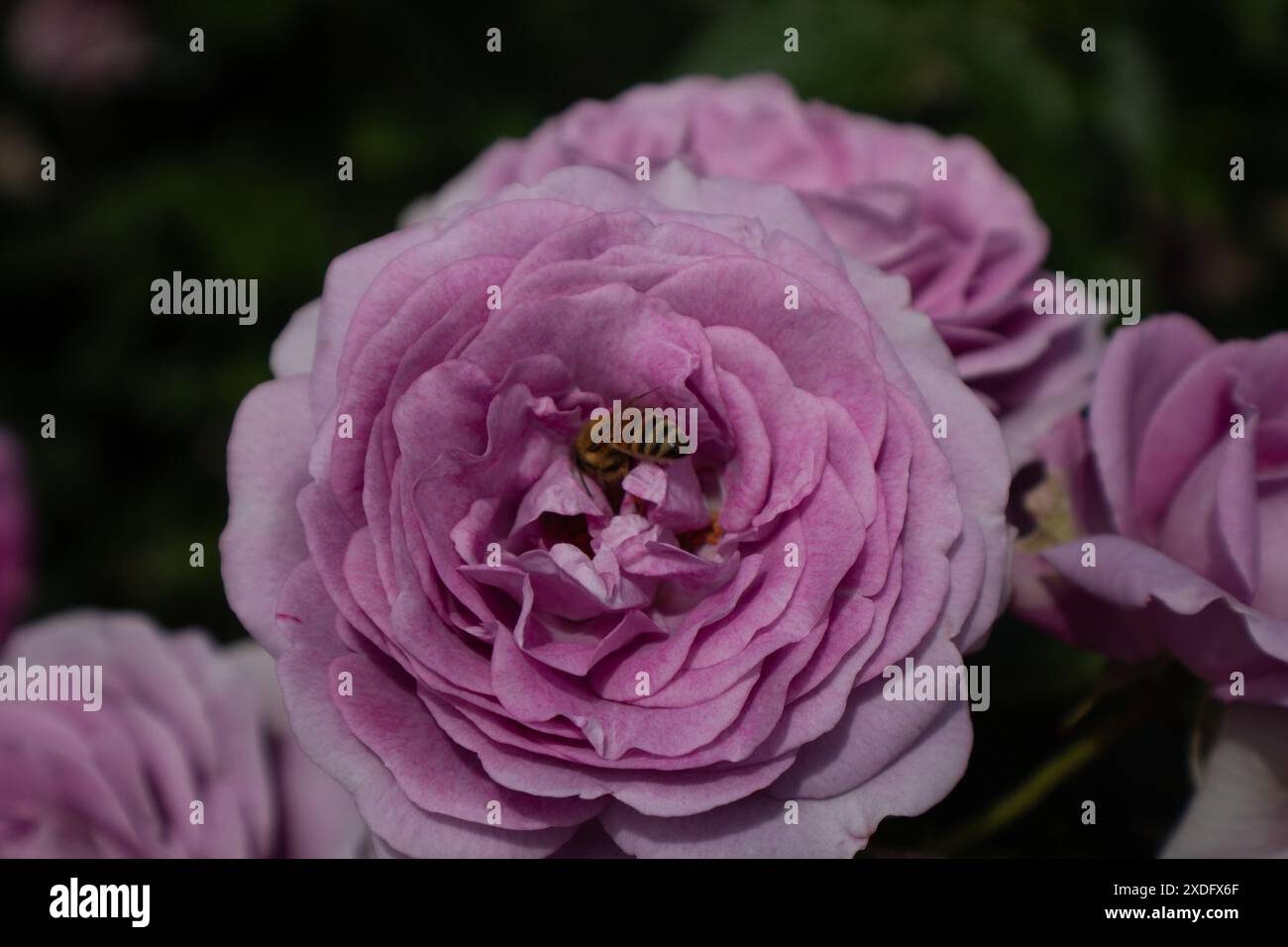 Beautiful purple rose in hi-res stock photography and images - Alamy