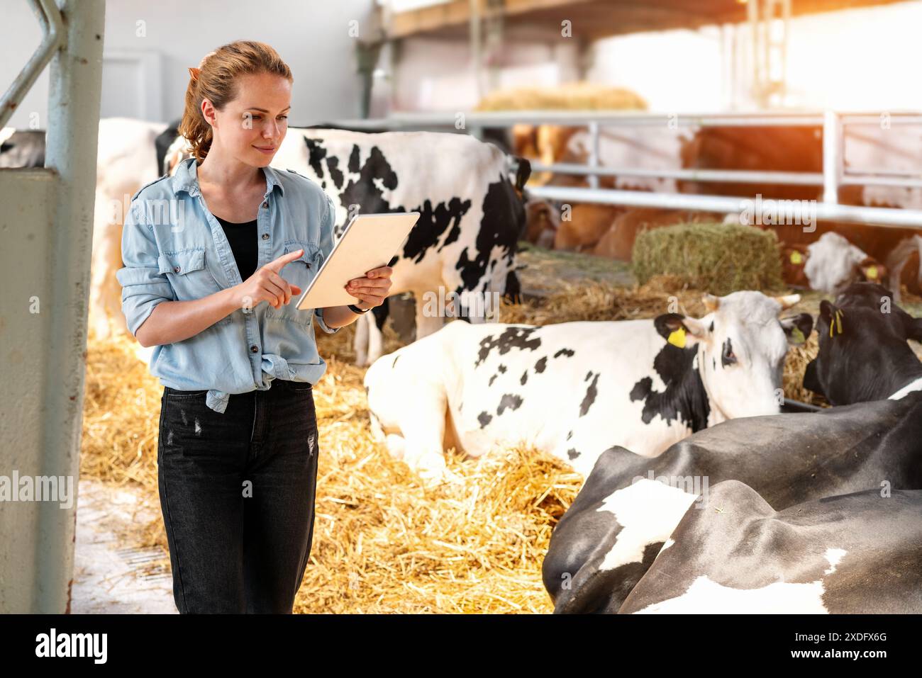 Modern female livestock rancher conducts an indoor inspection of her ...