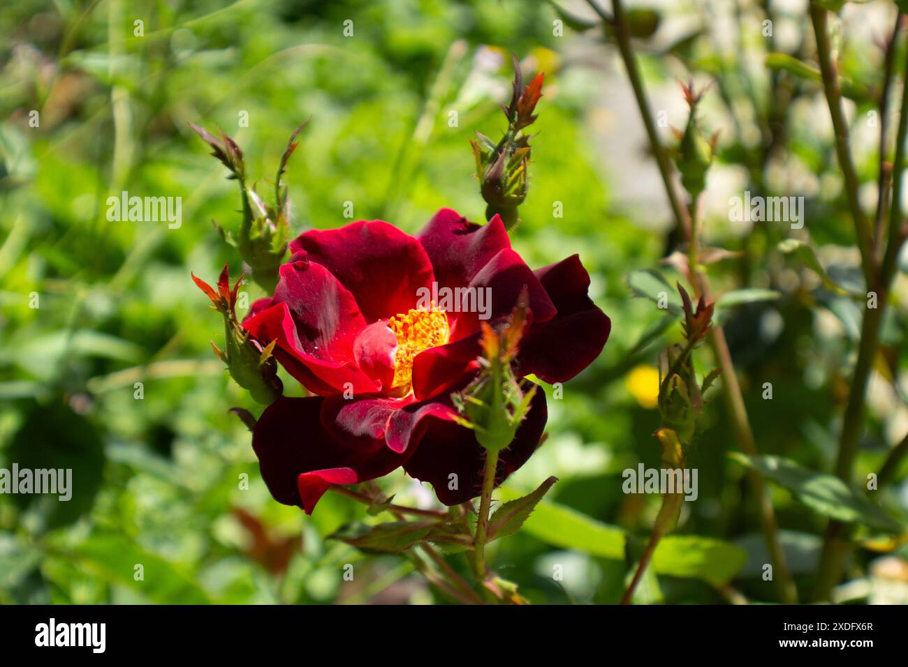 The night owl hi-res stock photography and images - Alamy