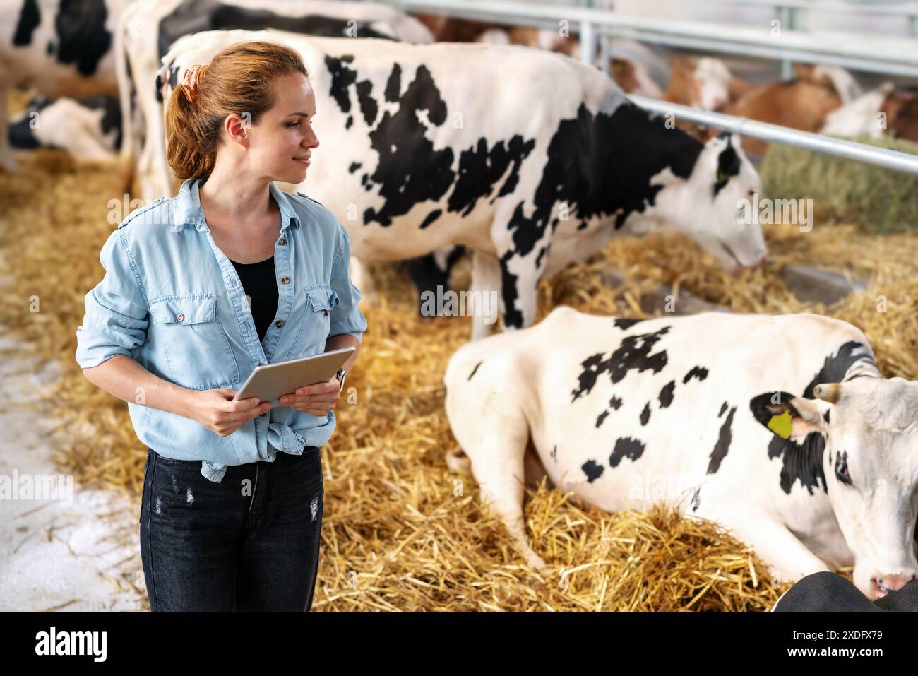 Modern female livestock rancher conducts an indoor inspection of her ...