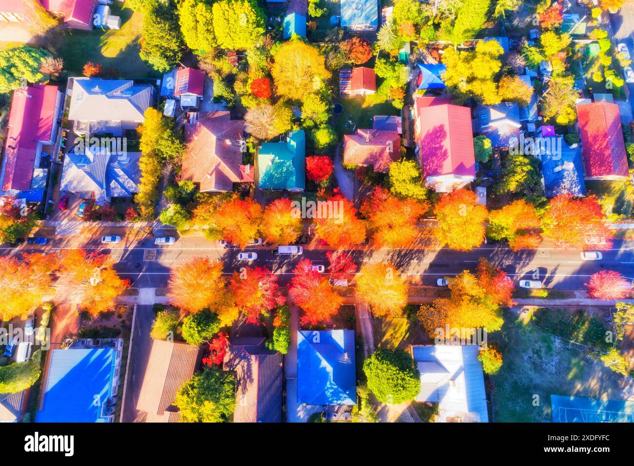 Bright red orange mapple tree crowns on local residential streets of ...