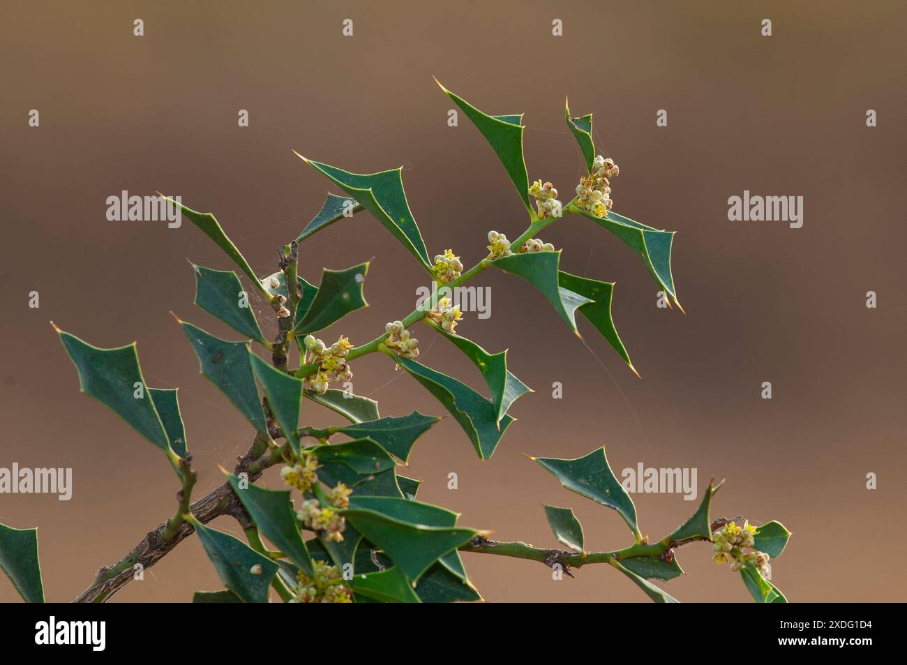 Loose quebracho In the Pampas forest, Patagonia, Argentina Stock Photo ...