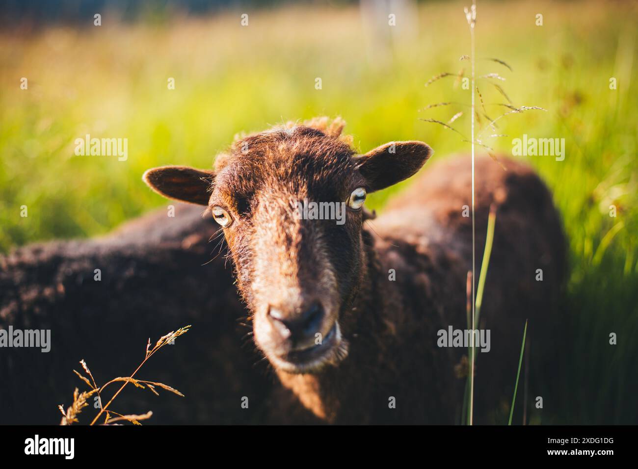 Sheep domestic hi-res stock photography and images - Alamy