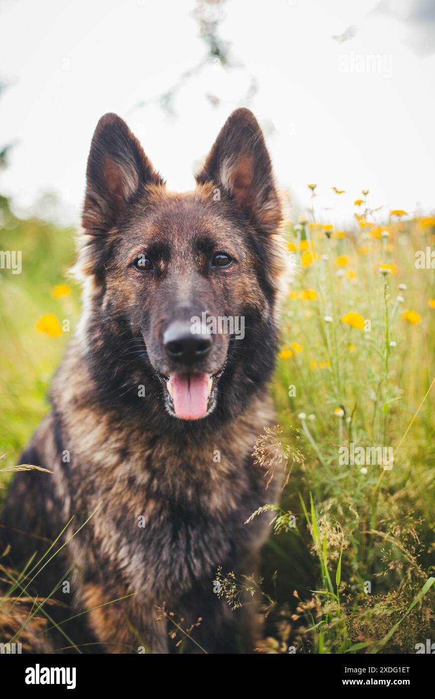 Working line German Shepherd Dog (Alsatian Stock Photo - Alamy