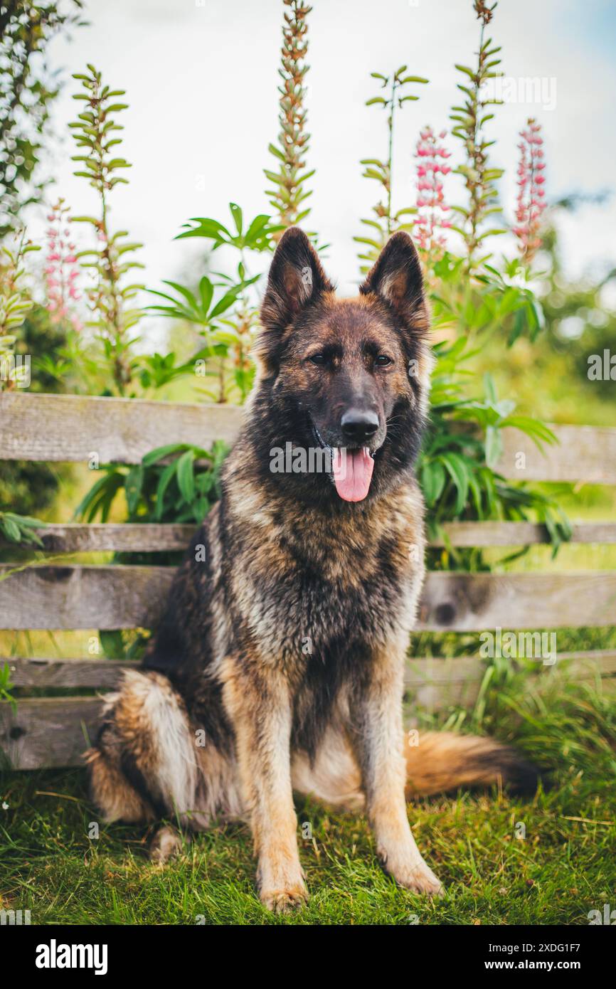 German shepherd working line hi-res stock photography and images - Alamy