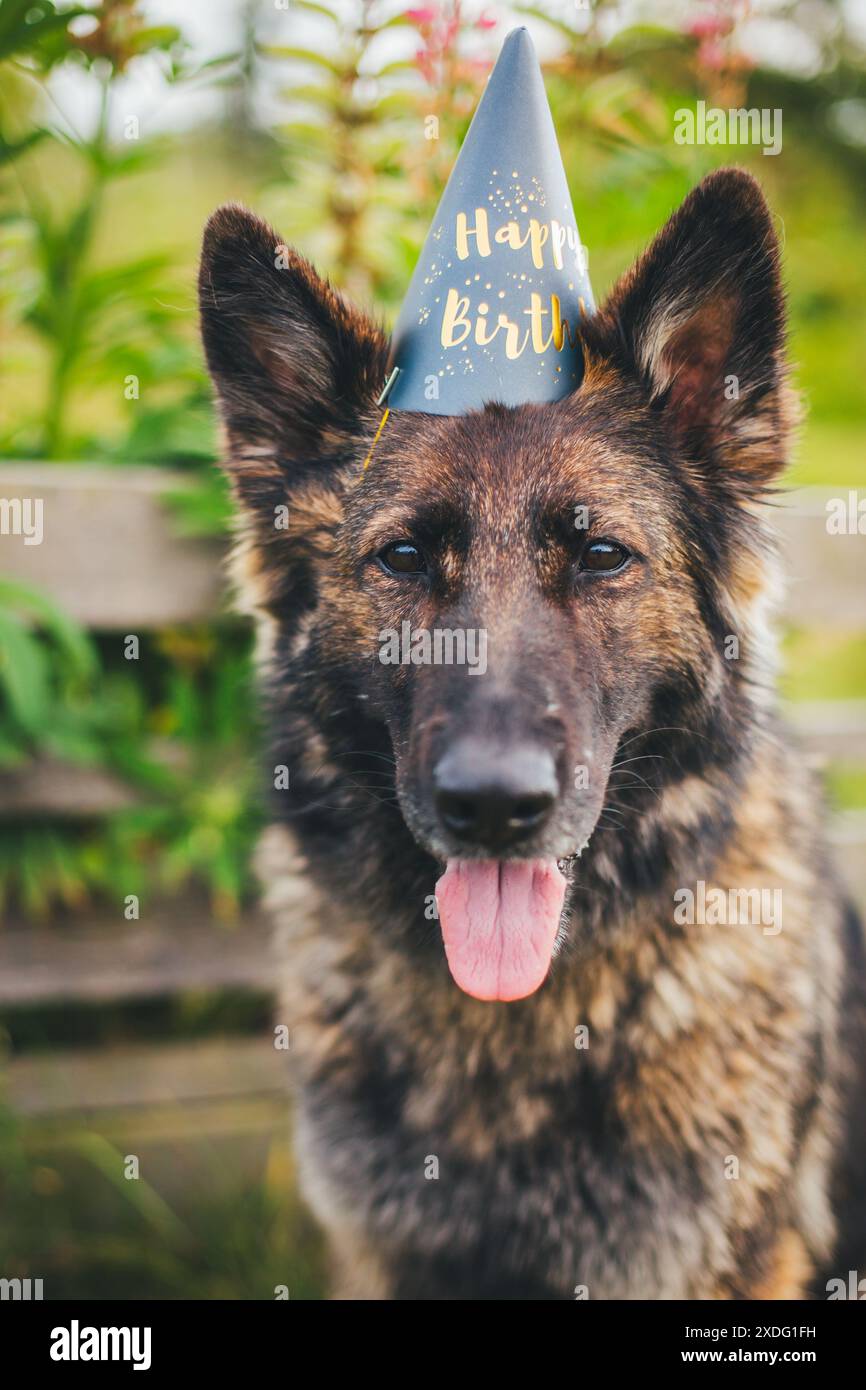 Working line German Shepherd Dog (Alsatian) wearing a birthday hat ...