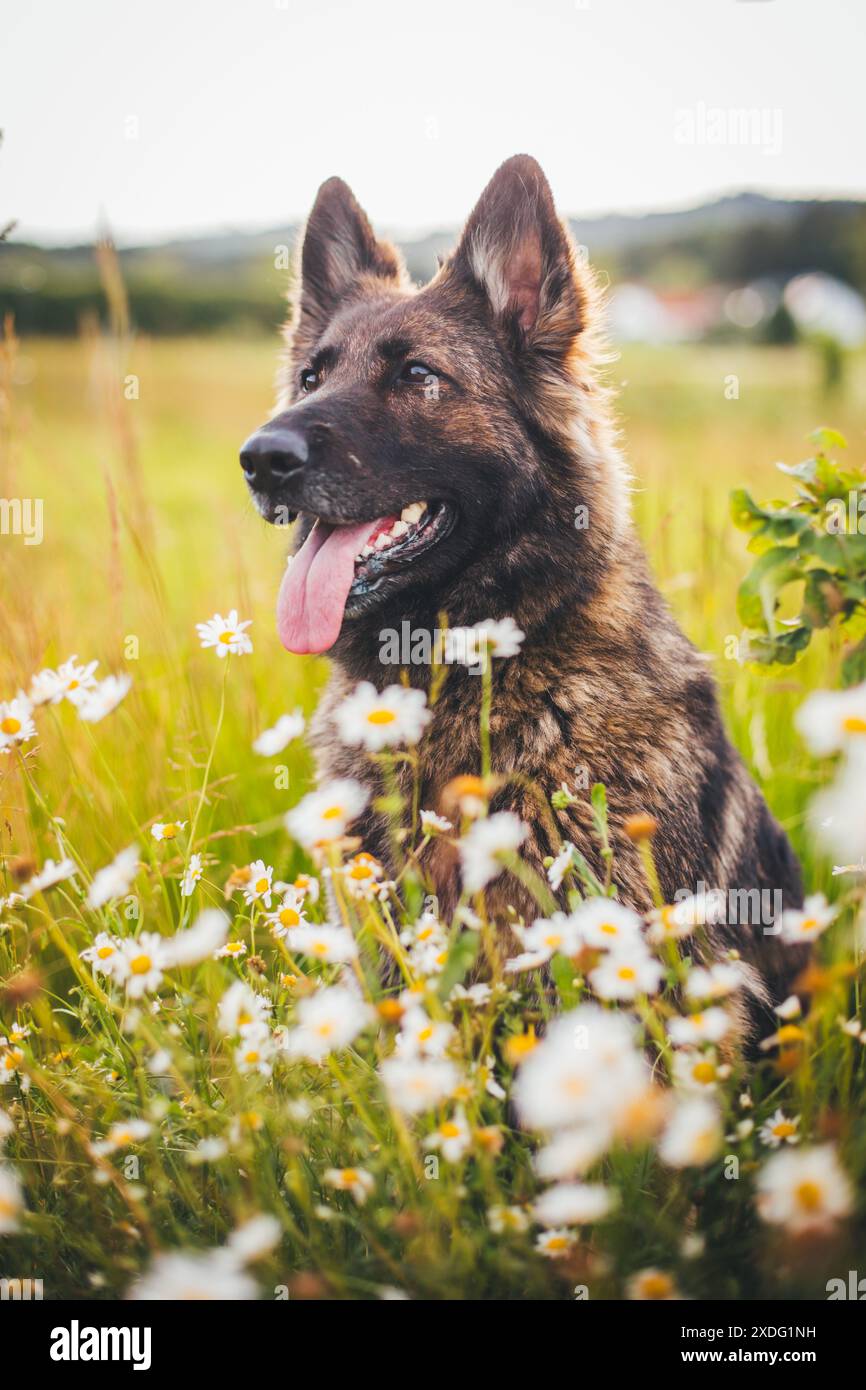 Grey german shepherd hi-res stock photography and images - Alamy