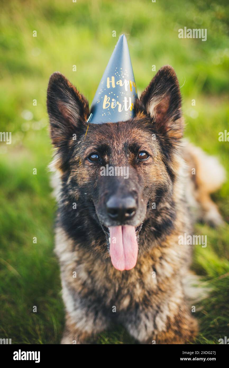 Working line German Shepherd Dog (Alsatian) wearing a birthday hat ...