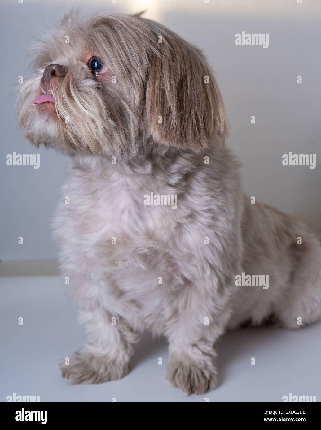 Cute Shih Tzu with Playful Expression. Amusing Shih Tzu with Tongue Out ...