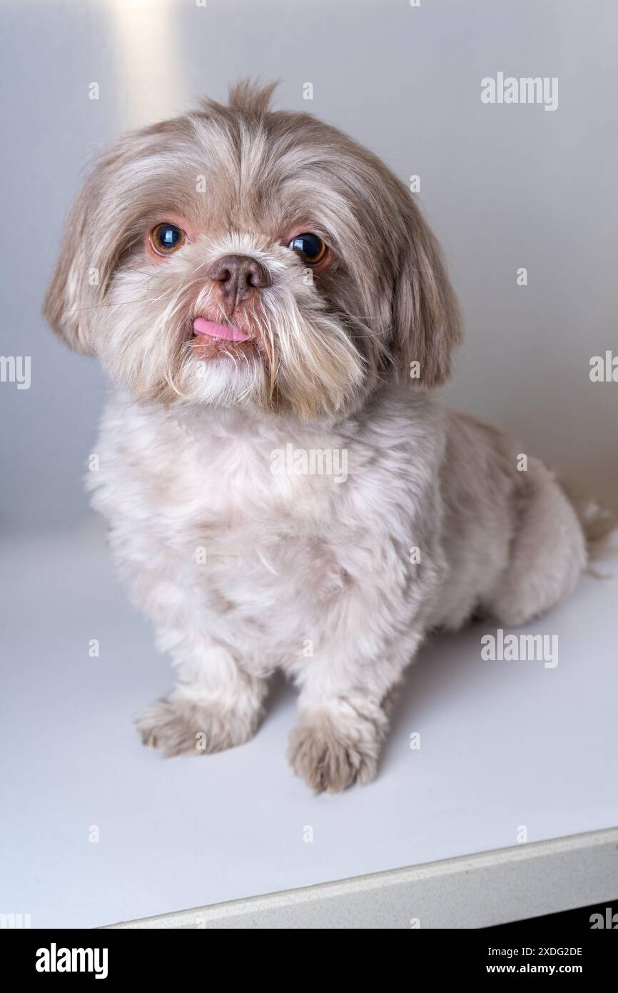 Cute Shih Tzu with Playful Expression. Amusing Shih Tzu with Tongue Out ...