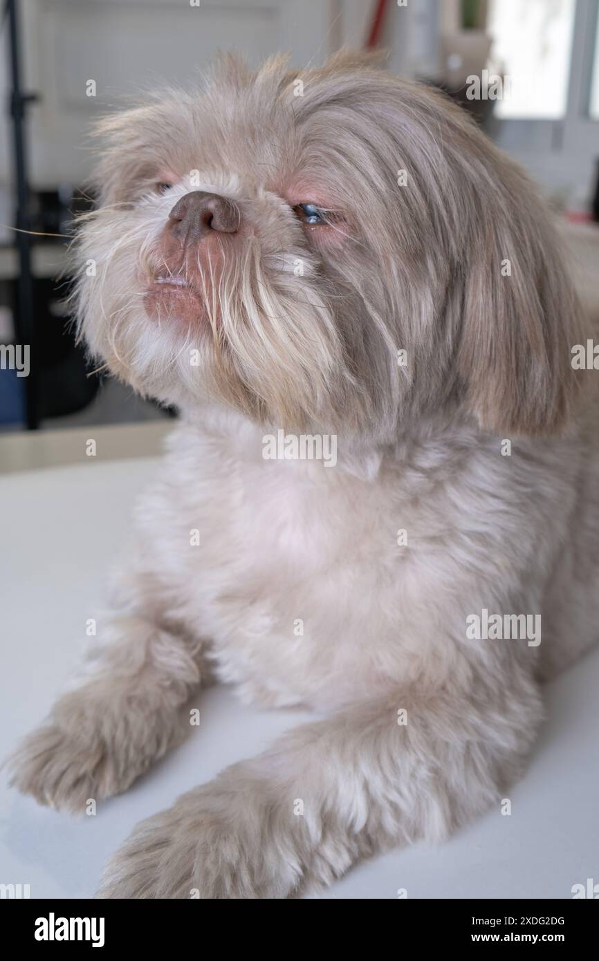 Cozy Shih Tzu Laying Down for a Nap. Cute Shih Tzu Puppy Drifting to ...