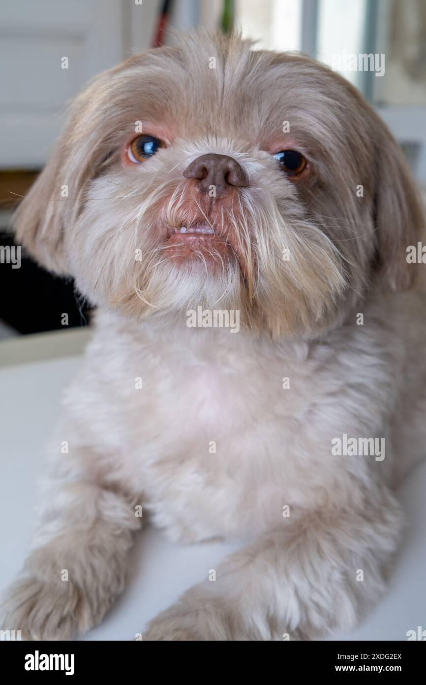 Captivating Shih Tzu Locking Eyes with the Camera. Mesmerizing Shih Tzu ...