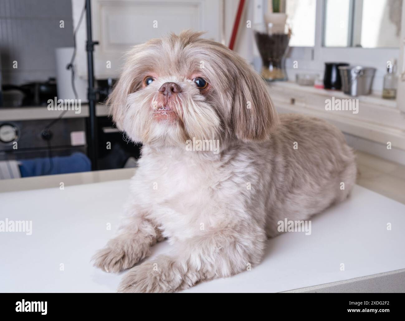 Captivating Shih Tzu Locking Eyes with the Camera. Mesmerizing Shih Tzu ...