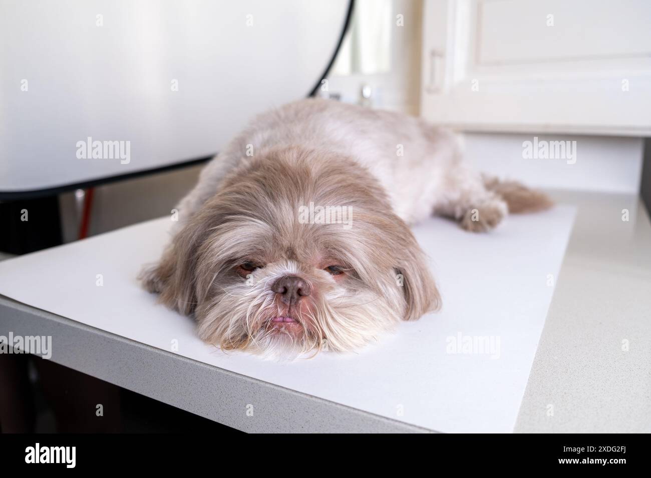 Cozy Shih Tzu Laying Down for a Nap. Cute Shih Tzu Puppy Drifting to ...