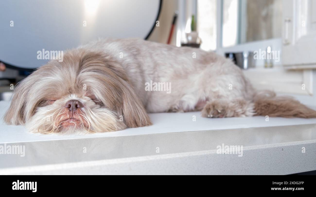 Cozy Shih Tzu Laying Down for a Nap. Cute Shih Tzu Puppy Drifting to ...