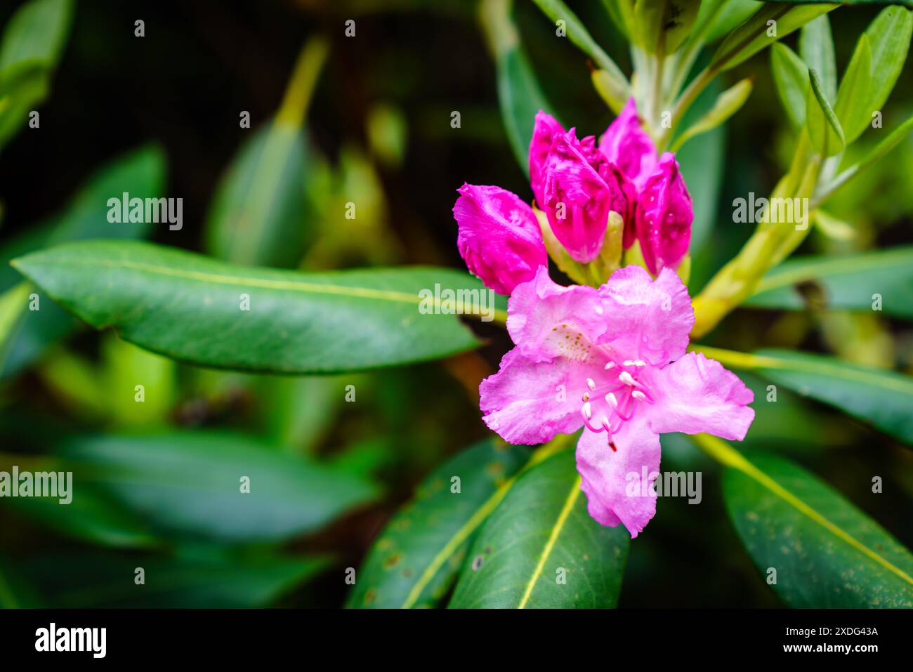 Rhododendron flower mountains hi-res stock photography and images - Alamy