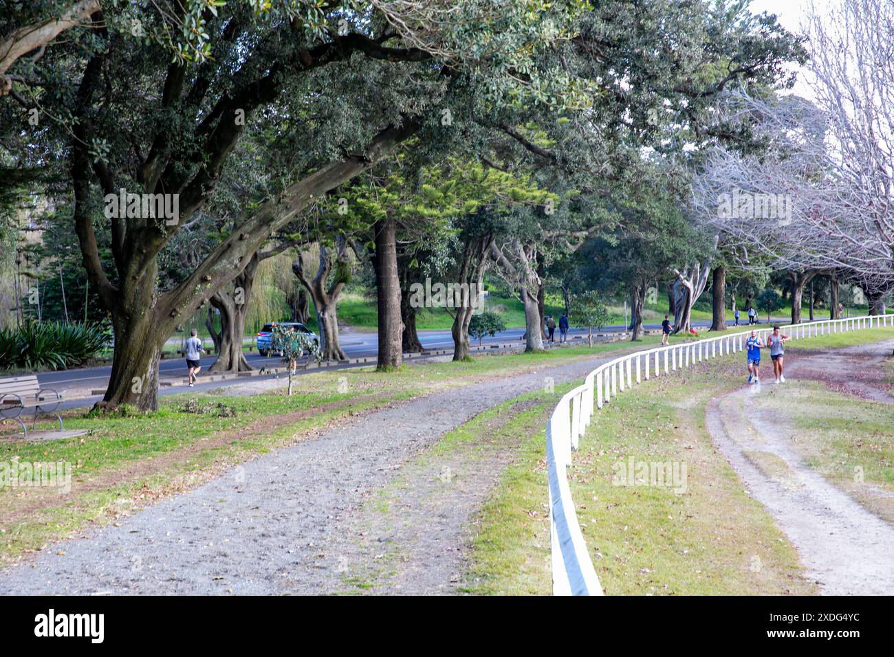 Centennial park in Sydney, joggers running through the park beside the ...