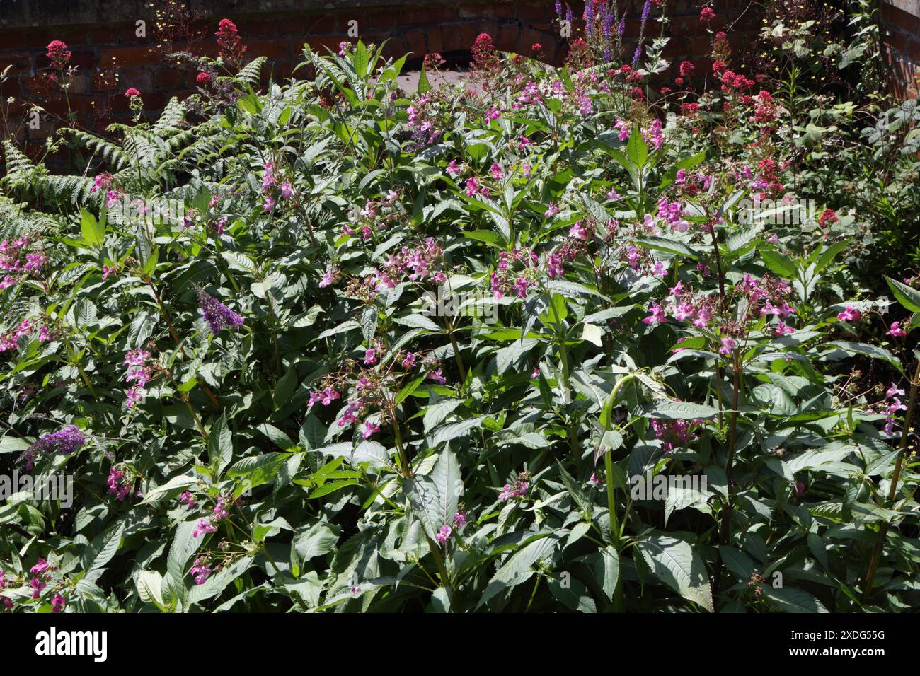 Invasive species Himalayan balsam plants in flower growing in a stream ...