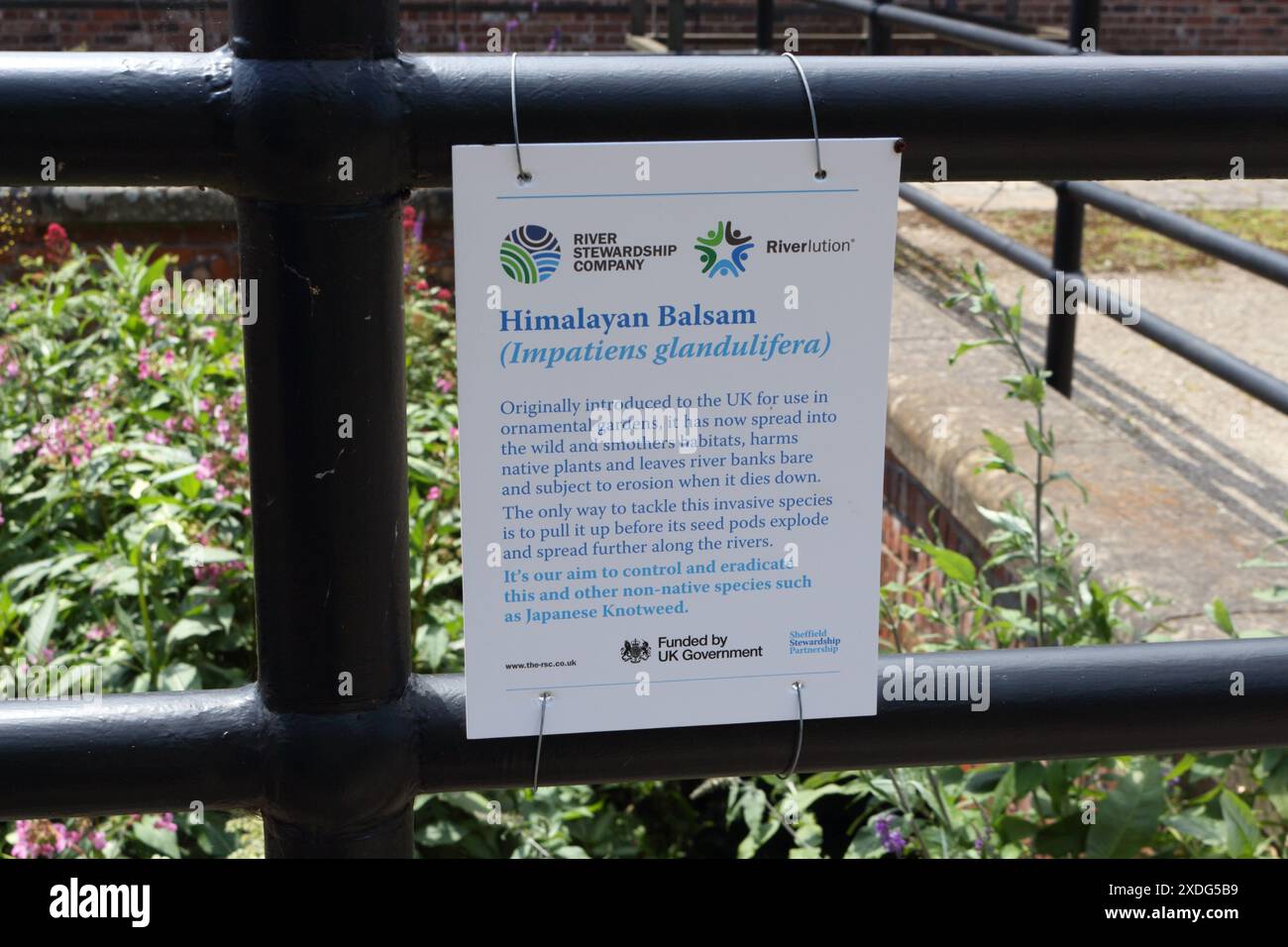 Sign describing invasive species Himalayan balsam plants in flower ...