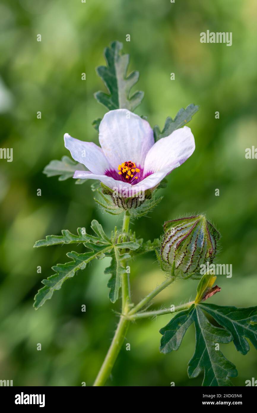 Hibiscus trionum flower commonly called flower of an hour on the field ...