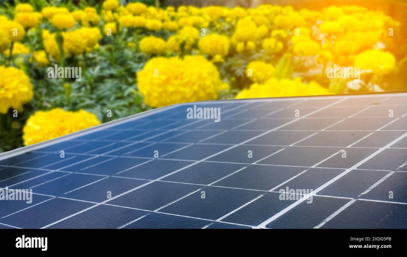Solar panels are set against a backdrop of vibrant marigold flowers ...