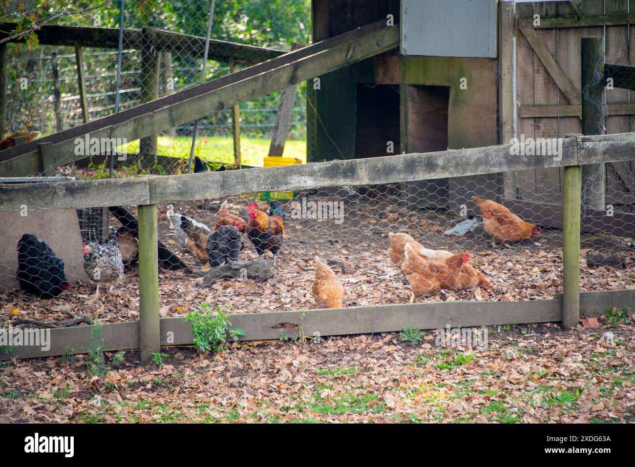 Free Range Chicken in Enclosure Stock Photo - Alamy