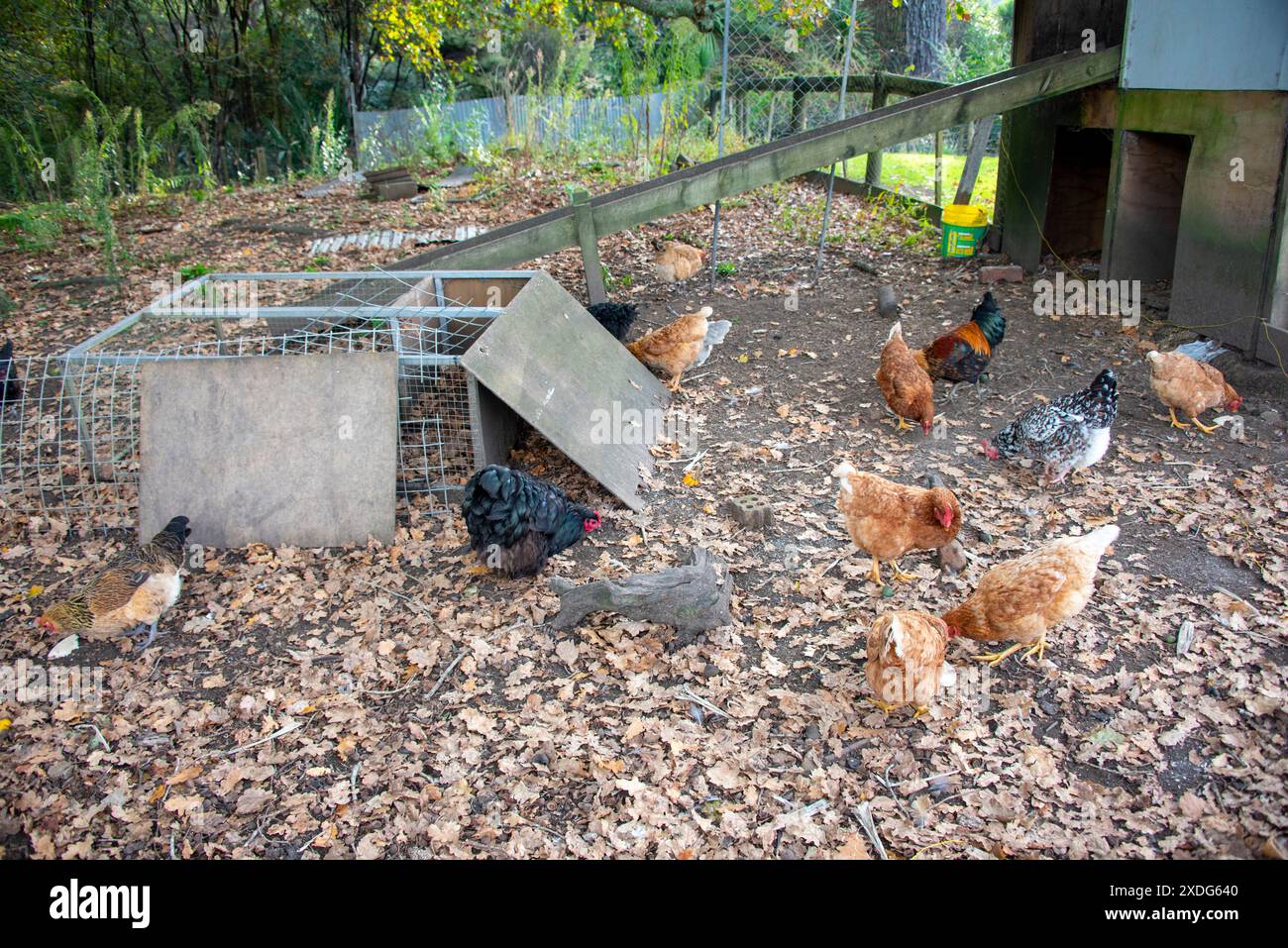 Free Range Chicken in Enclosure Stock Photo - Alamy