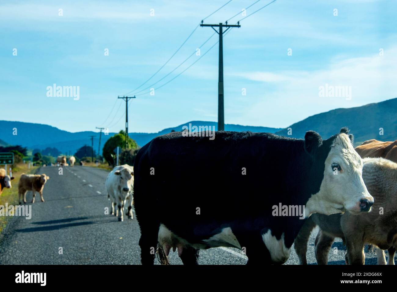 Cattle street hi-res stock photography and images - Alamy