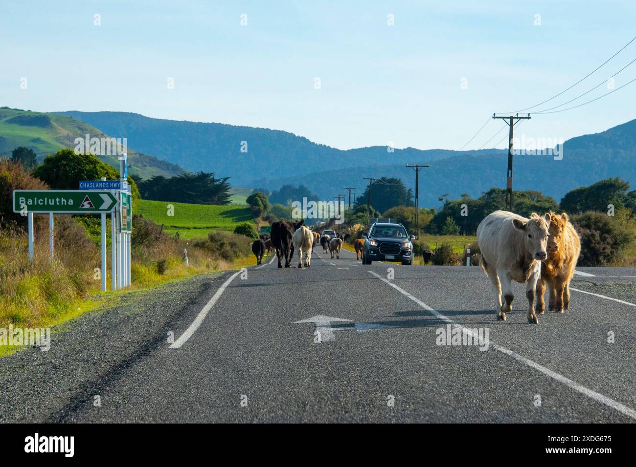 Cattle on the Road - New Zealand Stock Photo - Alamy