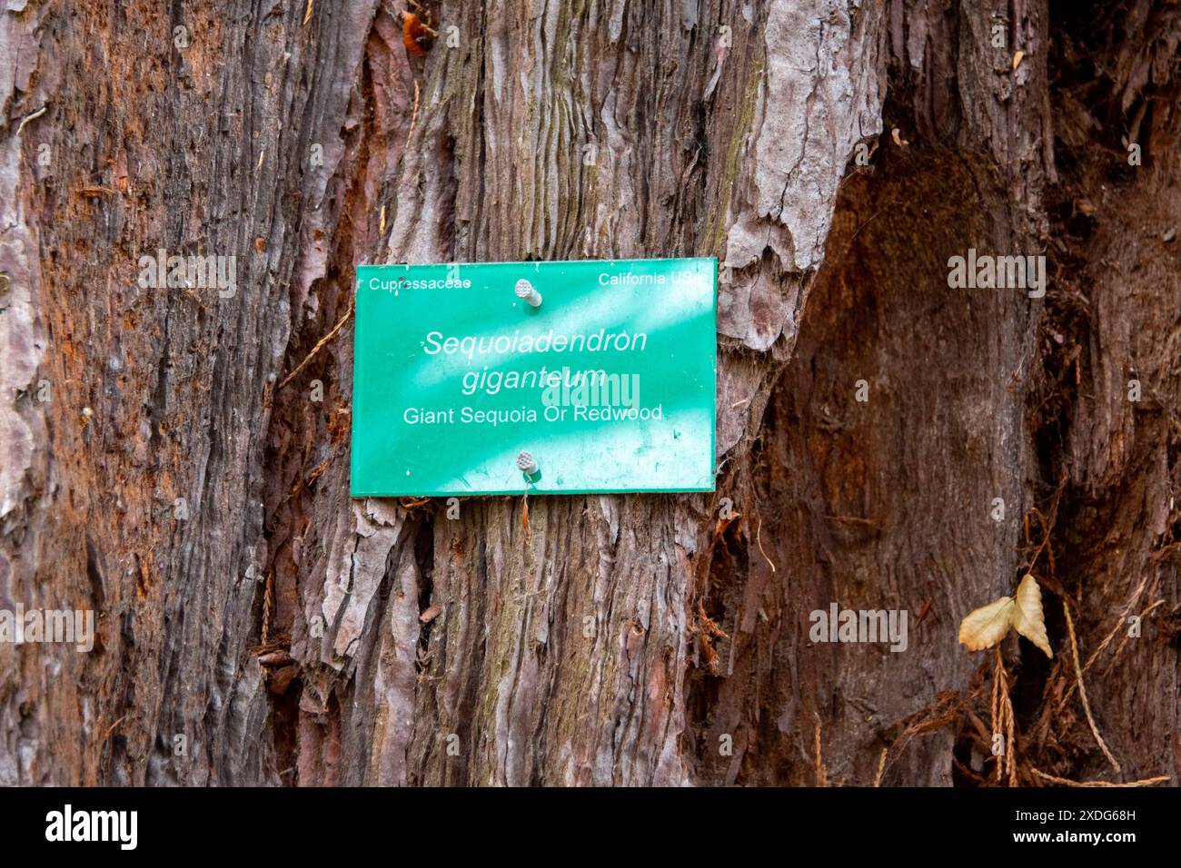 Giant Sequoia Tree ID Tag Stock Photo - Alamy