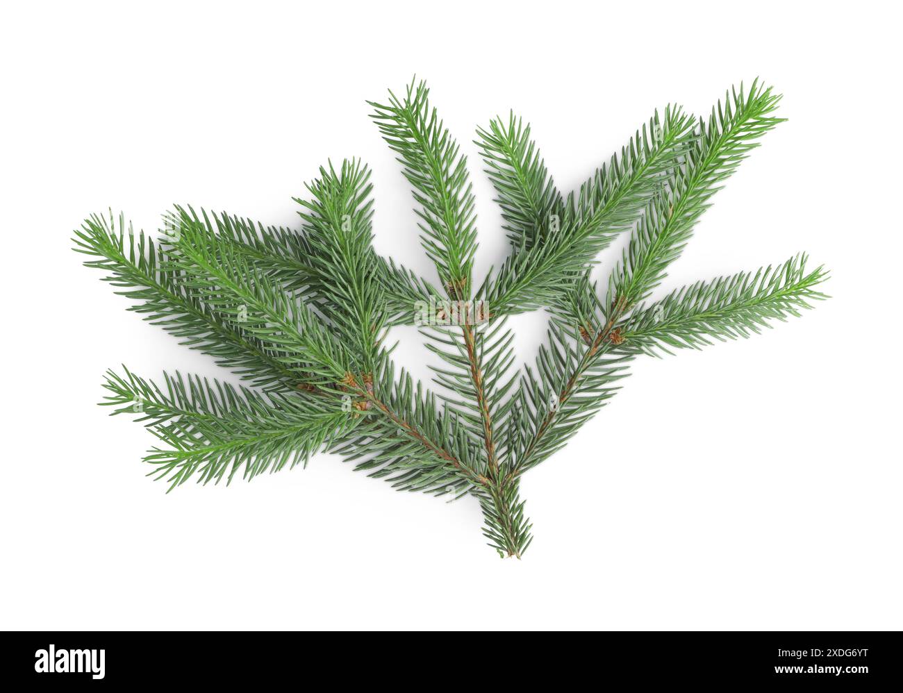 Pine tree forest top Cut Out Stock Images & Pictures - Alamy