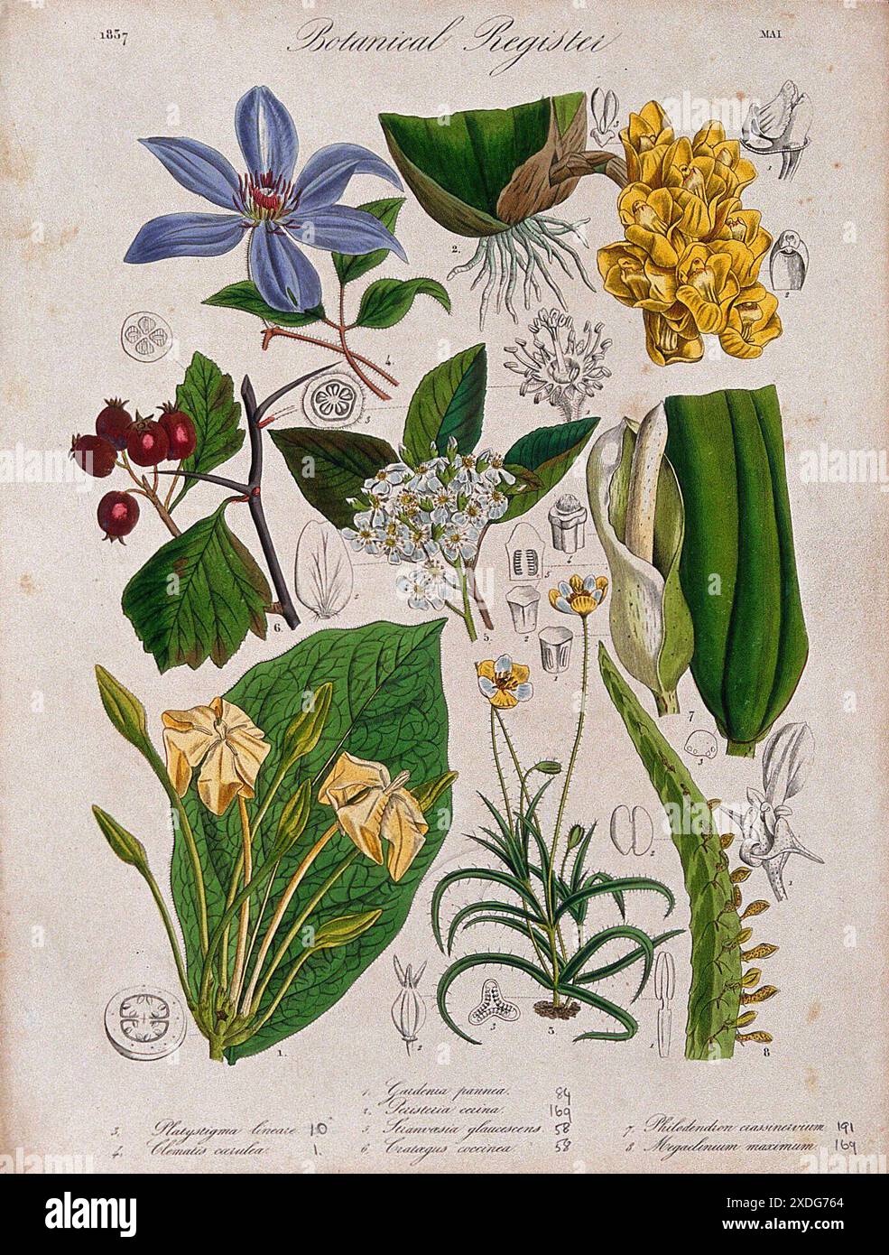 This detailed botanical illustration features eight exquisite flowering ...