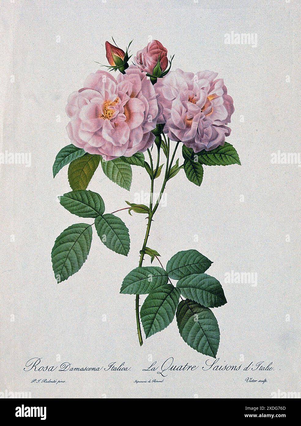 This botanical illustration, created by Pierre Joseph Redout in 1824 ...