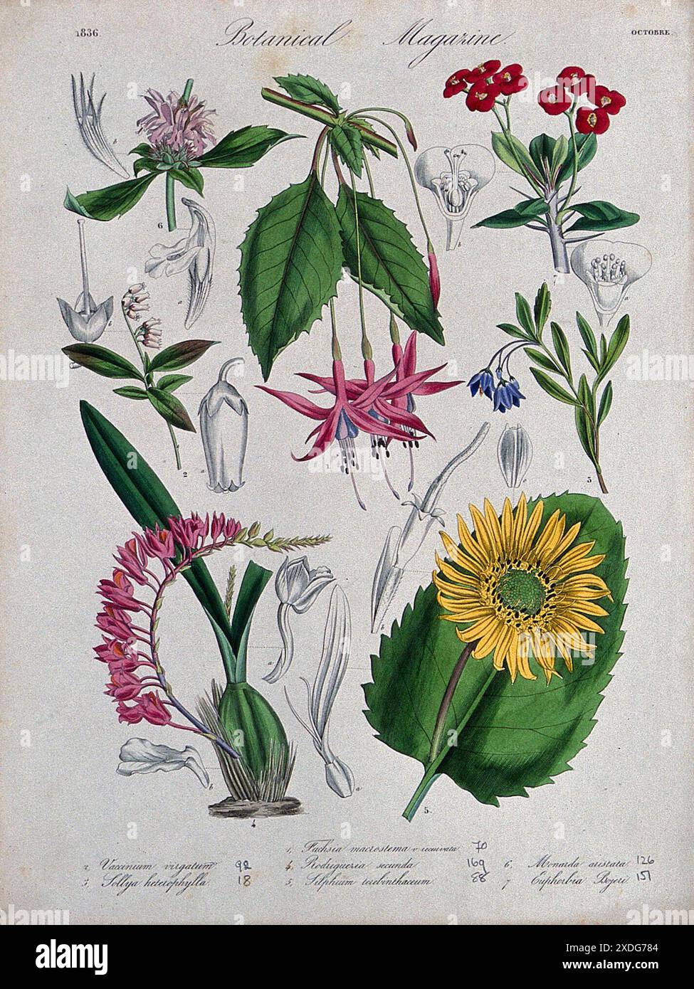 This coloured etching from the Botanical Magazine, circa 1836, features ...