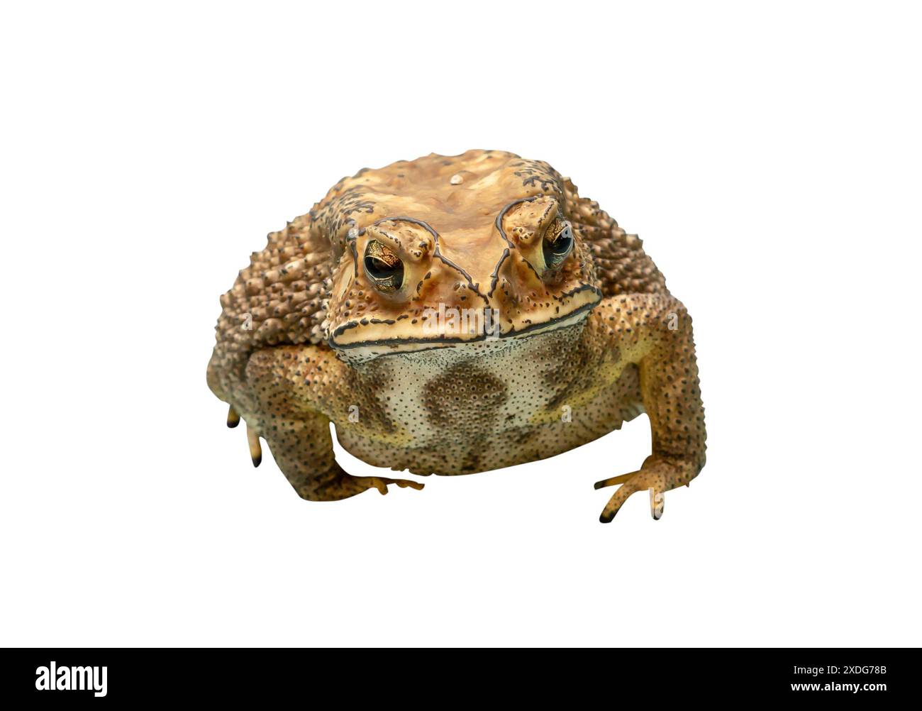 Front view of brown toad is isolated on white background with clipping ...